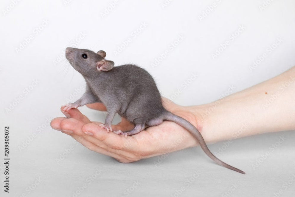 Large Rats (5 Per Bag) – Fuzzy Acres Rodents