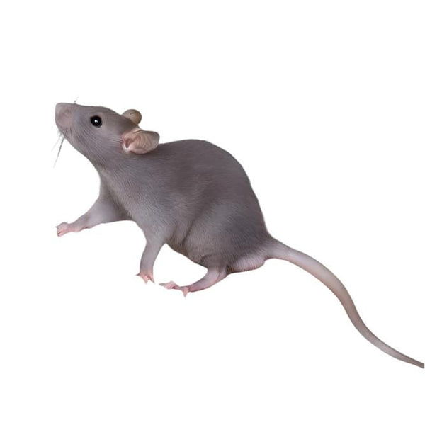 Medium Rats (10 Per Bag) – Fuzzy Acres Rodents